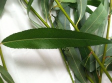 Aravot - Halachipedia